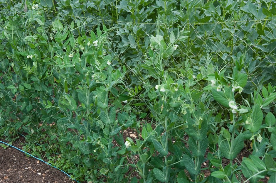 How to grow peas | RHS Guide