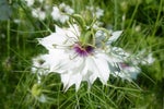Nigella / RHS Plant Guide