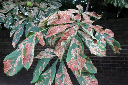 Horse chestnut bleeding canker: Cause & Control | RHS Advice