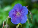 Introducing geraniums / RHS Plant Guide