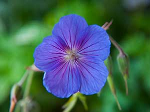 Introducing geraniums / RHS Plant Guide