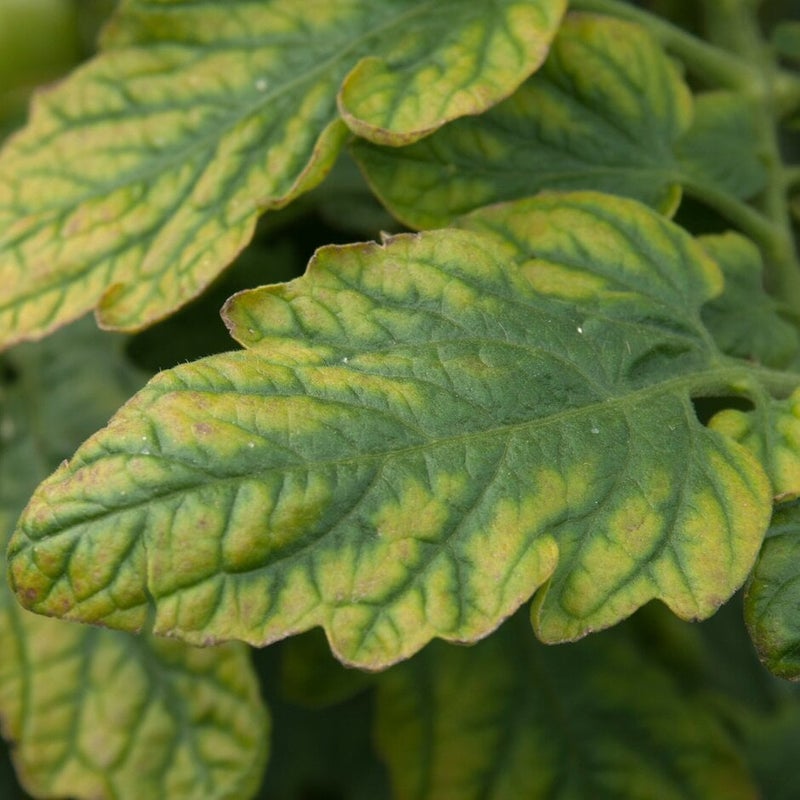 Nutrient deficiencies | RHS Advice