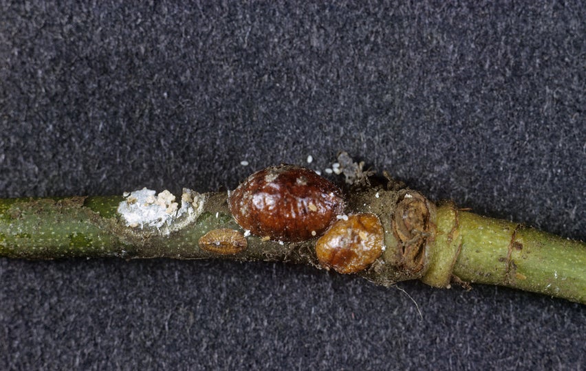 Brown Scale: Identification and Control | RHS Advice