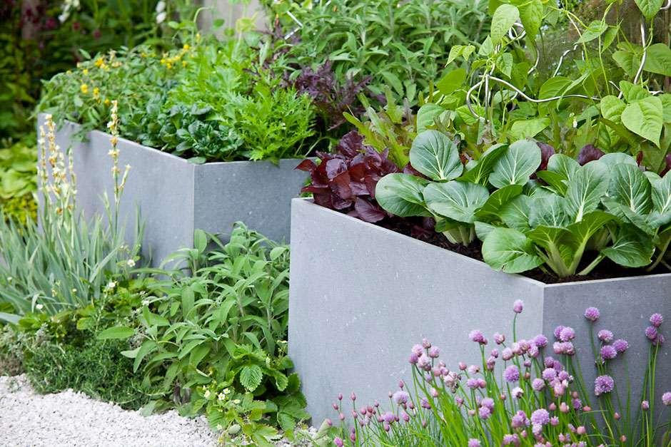 Growing plants in containers: Expert Guide | RHS Advice