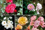 Ground-cover roses / RHS Plant Guide