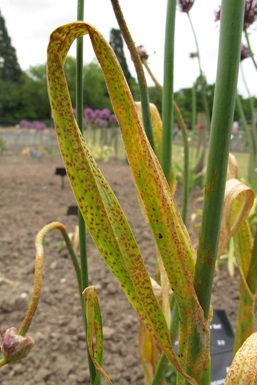 Rust diseases: Symptoms & Control | RHS Advice