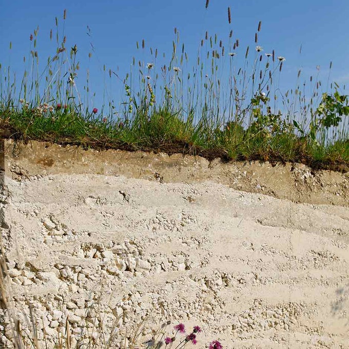 Lime and Liming | RHS Advice