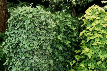 Ivy on buildings and fences | RHS Advice