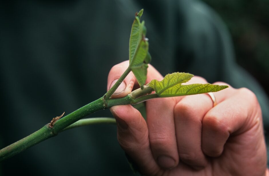 How to grow figs | RHS Guide