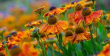 Hardy geraniums / RHS Plant Guide