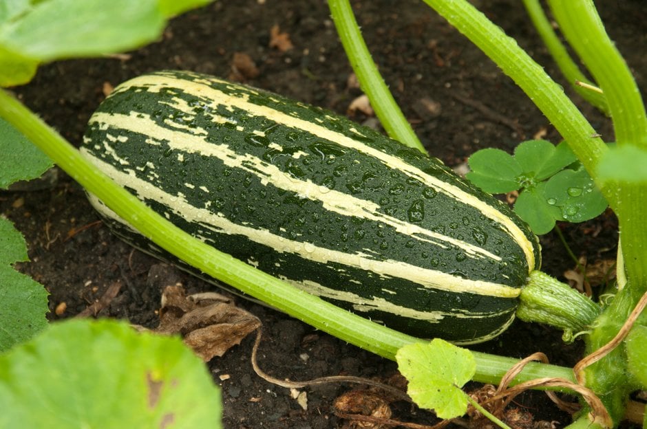 How to grow marrows | RHS Guide
