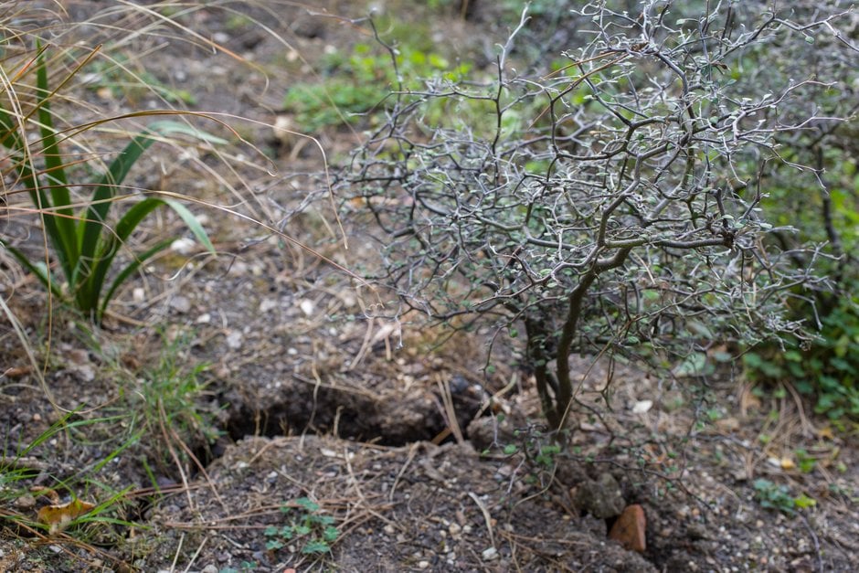 How Plants Absorb Water | RHS Advice