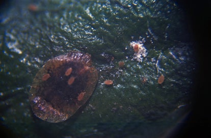 Brown Scale: Identification and Control | RHS Advice