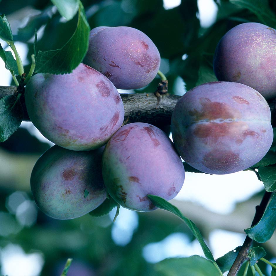 Rootstocks for fruit | RHS Advice