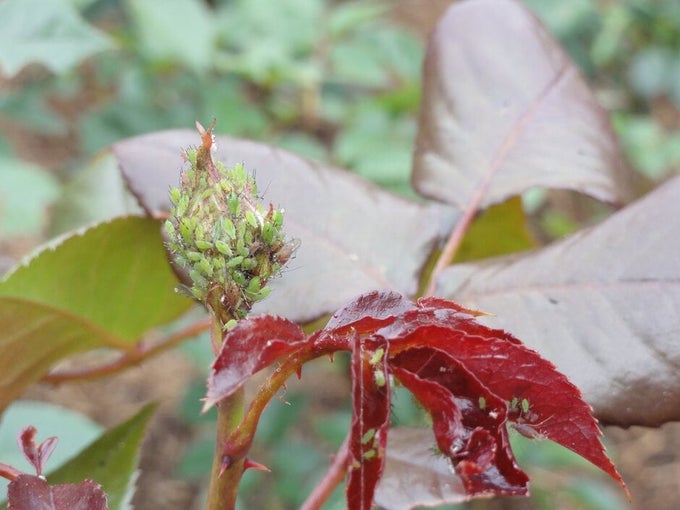Rose Dieback | RHS Advice