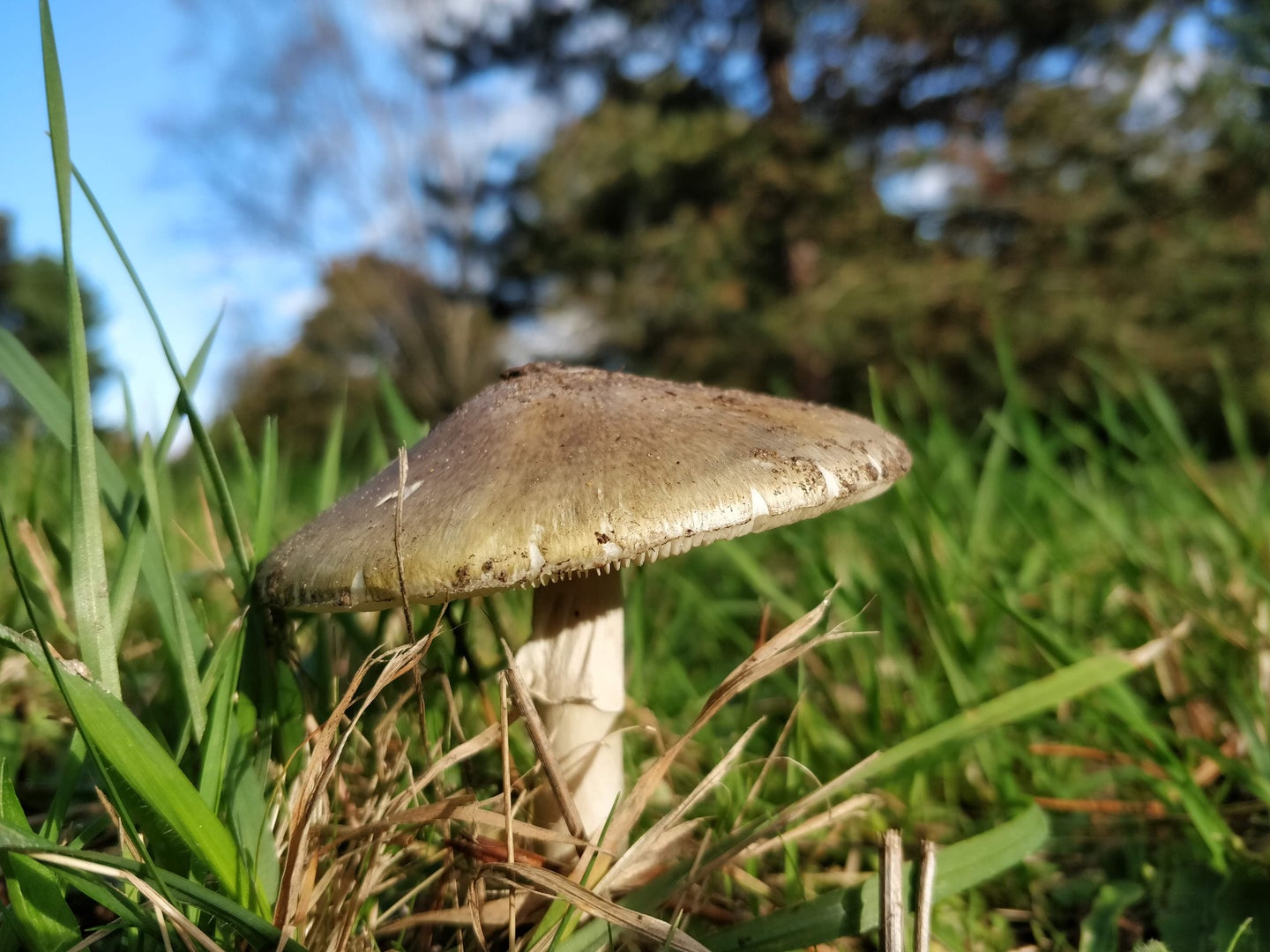 Nuisance Fungi in Gardens | RHS Advice