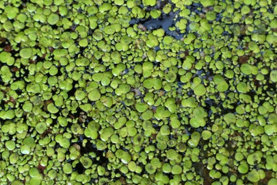 Duckweed | RHS Advice
