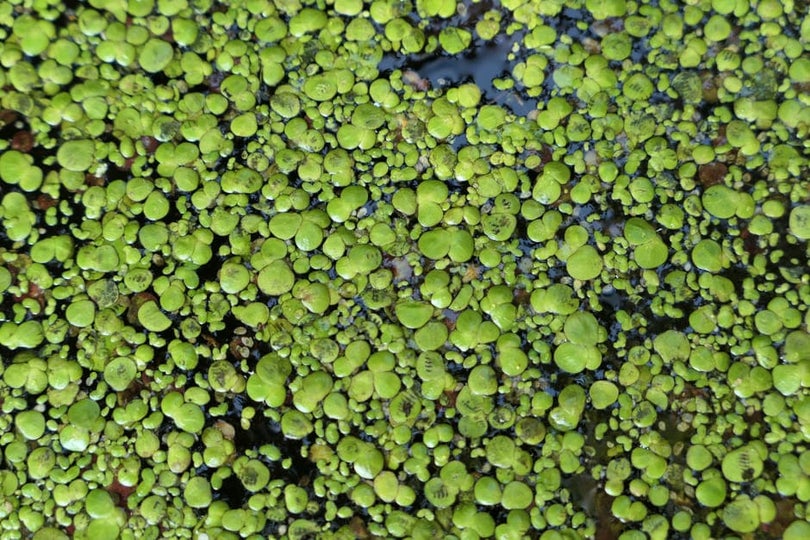 Duckweed | RHS Advice