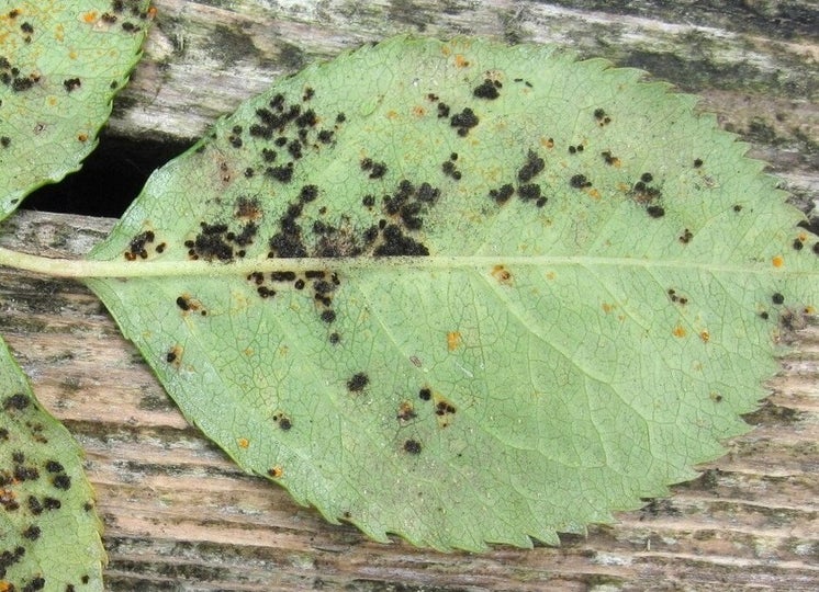 Rust diseases: Symptoms & Control | RHS Advice