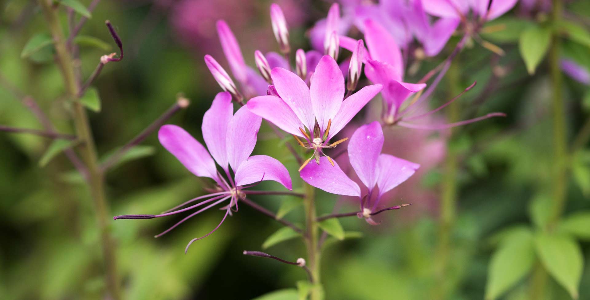 Cleome / RHS Plant Guide