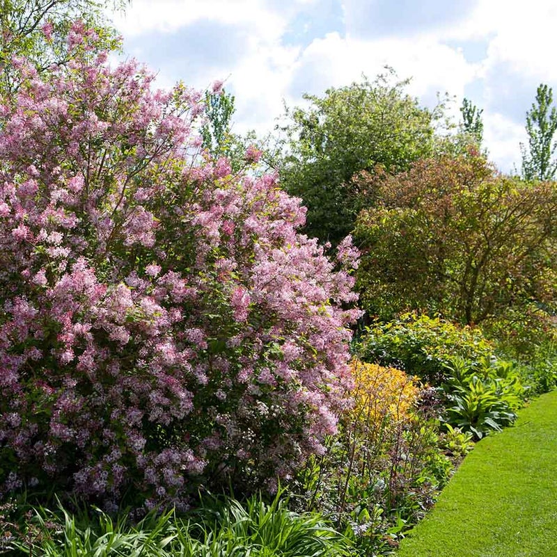 Large Shrubs for Year-Round Interest | RHS Advice