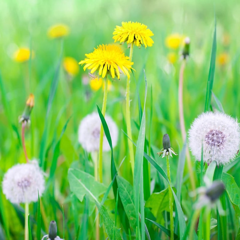 Dandelion | RHS Advice