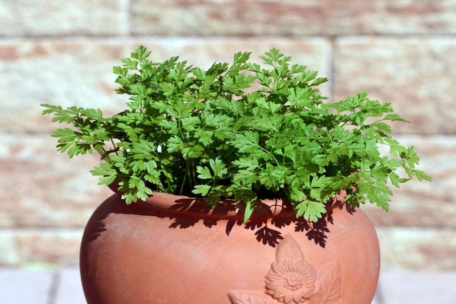 How to grow Chervil | RHS Guide