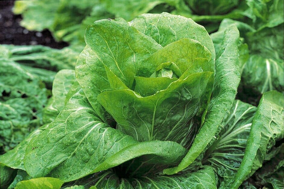 How to grow chicory | RHS Guide