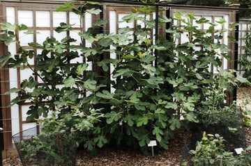 How to grow figs | RHS Guide
