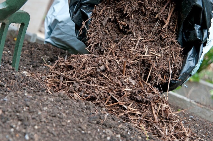 Bracken: Control Methods | RHS Advice