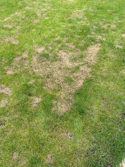 Red thread: Symptoms & Control | RHS Advice