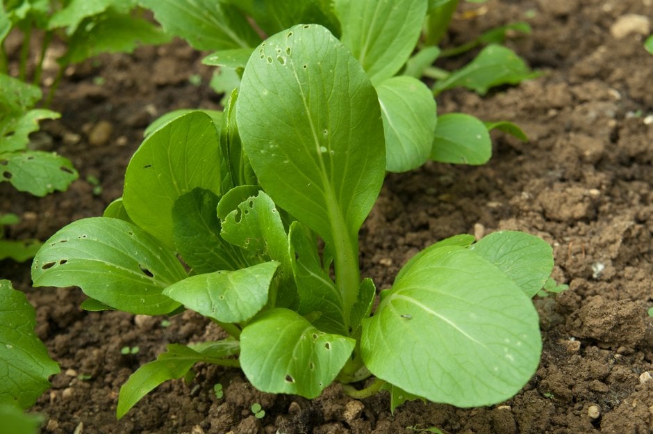 How to grow Pak Choi | RHS Guide