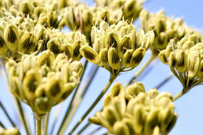 Giant Hogweed | RHS Advice
