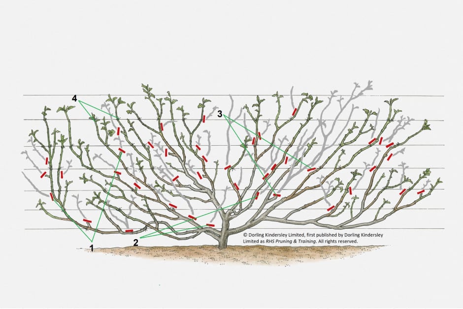 Figs: pruning and training | RHS Advice