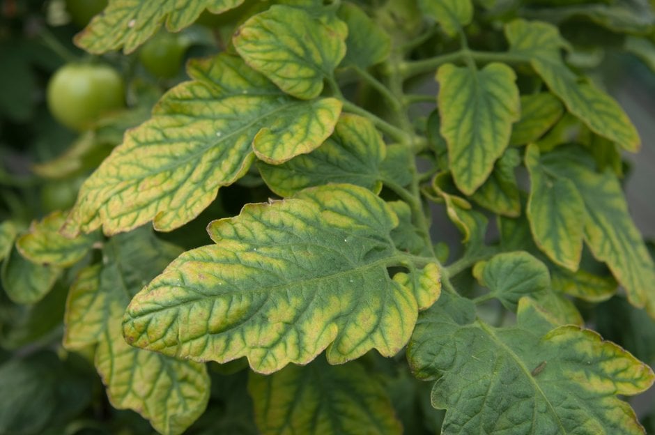 How Plants Absorb Nutrients | RHS Advice