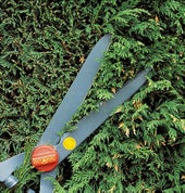 Hedges: Selection Tips | RHS Advice