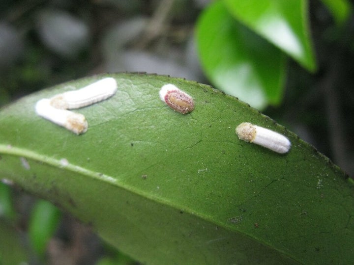 Scale Insects: Identification and Control | RHS Advice