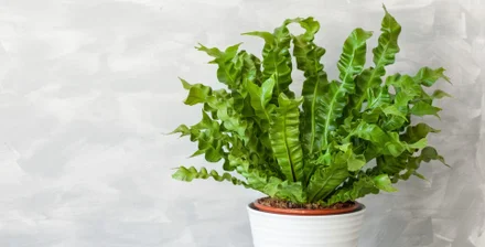 Dracaena / RHS Plant Guide