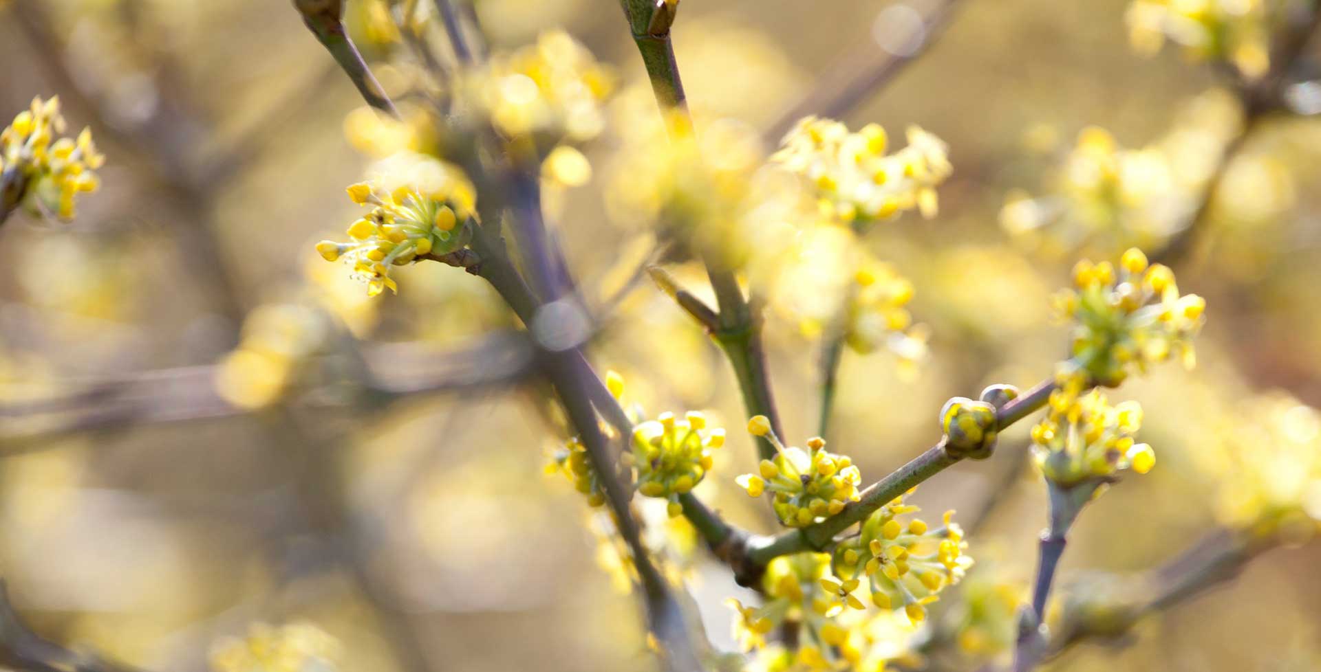 Cornus (Dogwood) / RHS Plant Guide