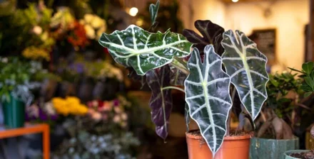 Dracaena / RHS Plant Guide