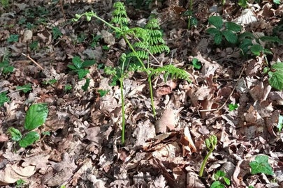 Bracken: Control Methods | RHS Advice