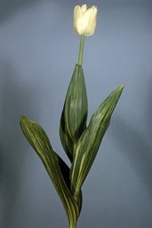 Tulip Viruses: Symptoms & Solutions | RHS Advice