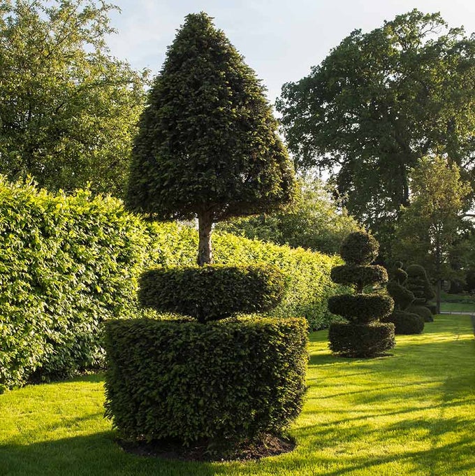 Cloud Pruning: Japanese Garden Style | RHS Advice