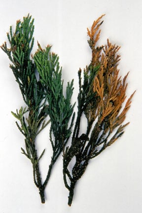 Conifer aphids | RHS Advice
