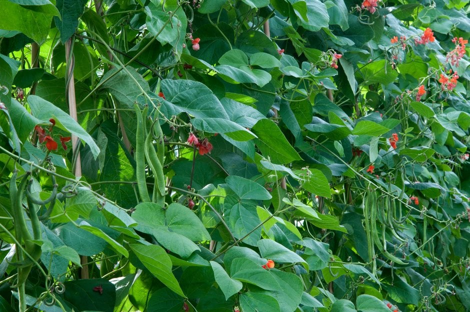 How to grow runner beans | RHS Guide