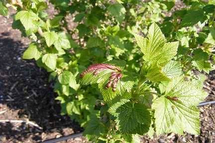 Gooseberries: pruning and training | RHS Advice