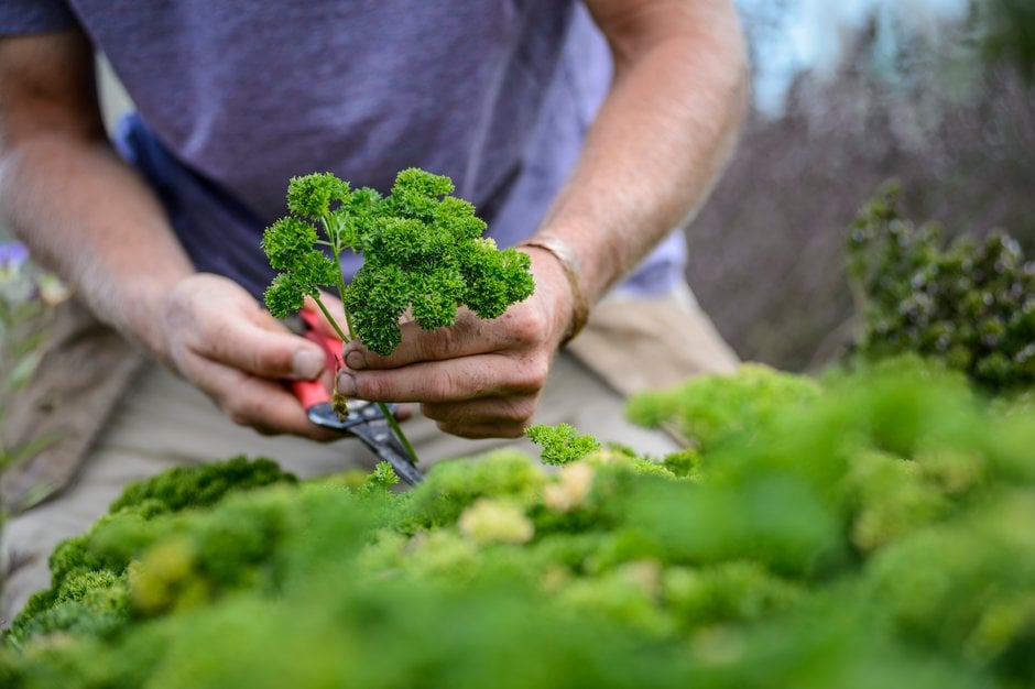 How to grow Parsley | RHS Guide