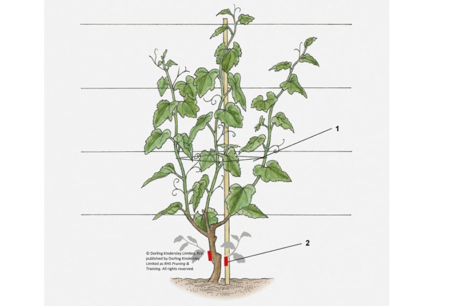 Grapes: Guyot training and pruning | RHS Advice