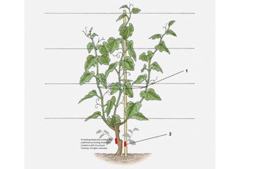 Grapes: Guyot training and pruning | RHS Advice