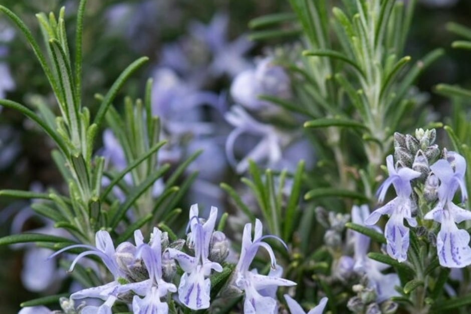 How to grow Rosemary | RHS Guide